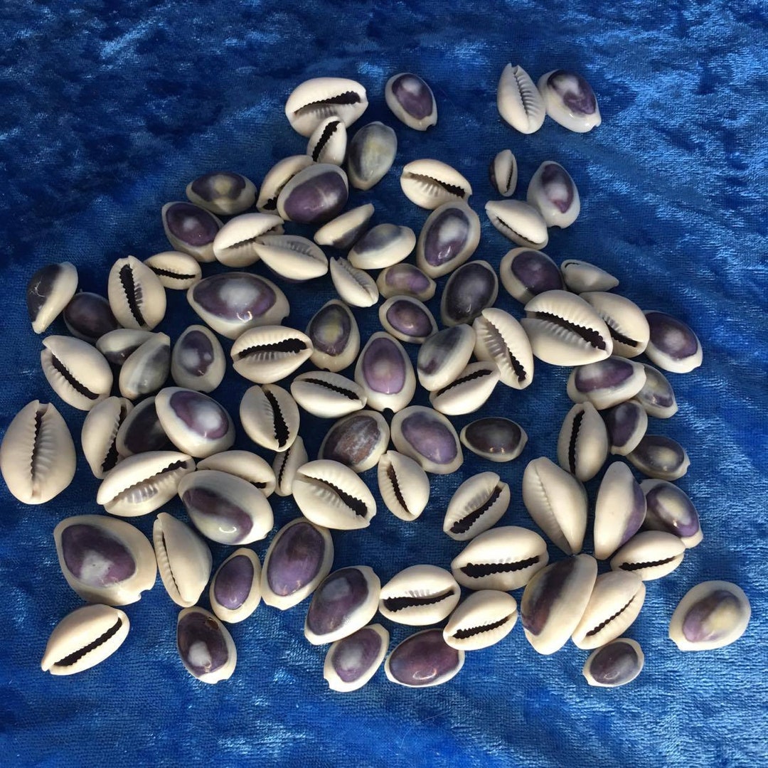 100 Grams Small Purple Top Cowrie Shells 1 to 2.5 Cm Size - Etsy