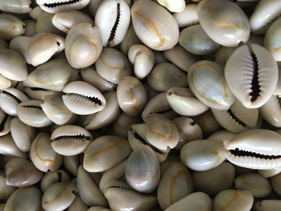 Natural Cowrie Shells 100 Grams Small Seashells Approximately 1 to 3 Cm ...