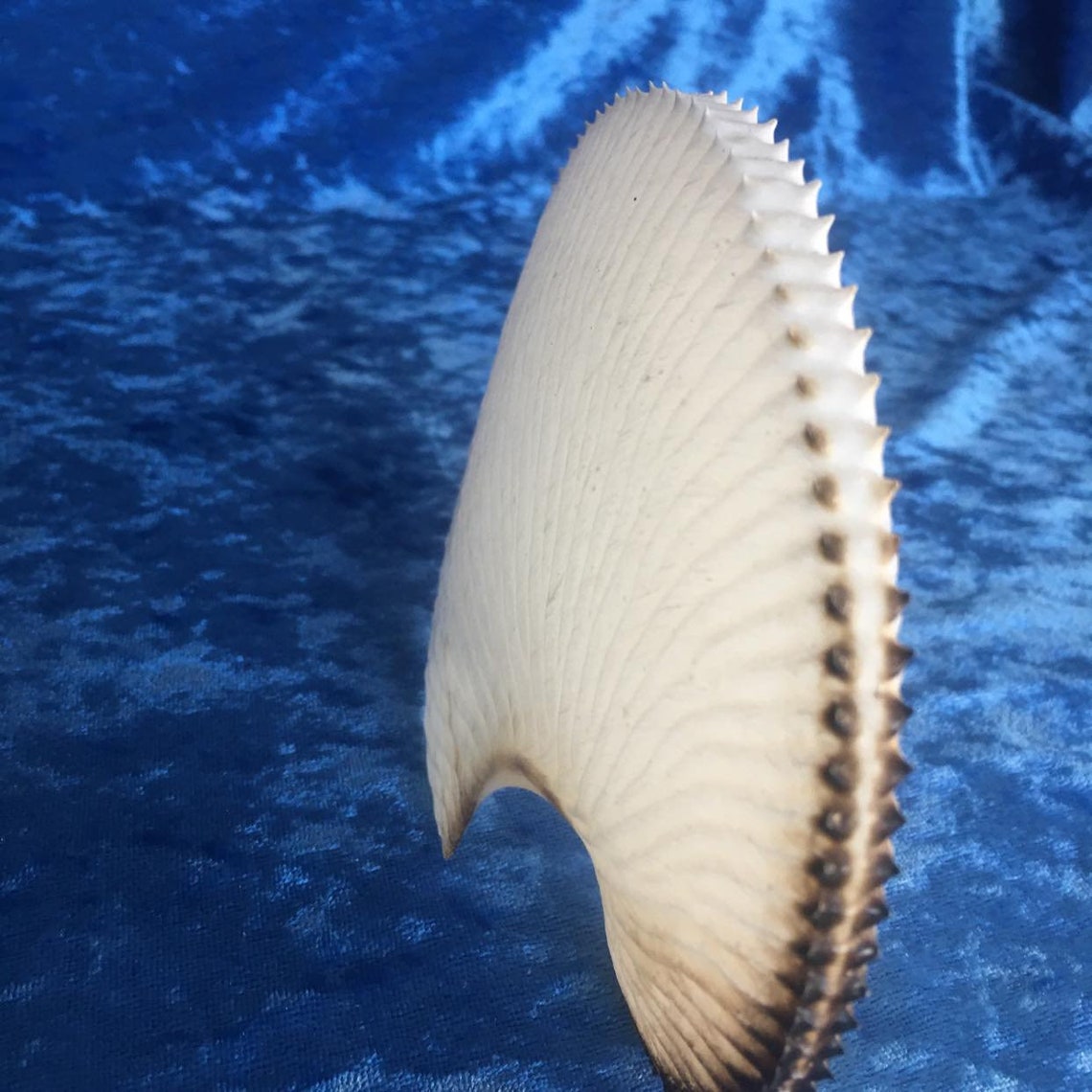 15cm Paper Nautilus Shell Argonauta Argo Rare Real | Etsy