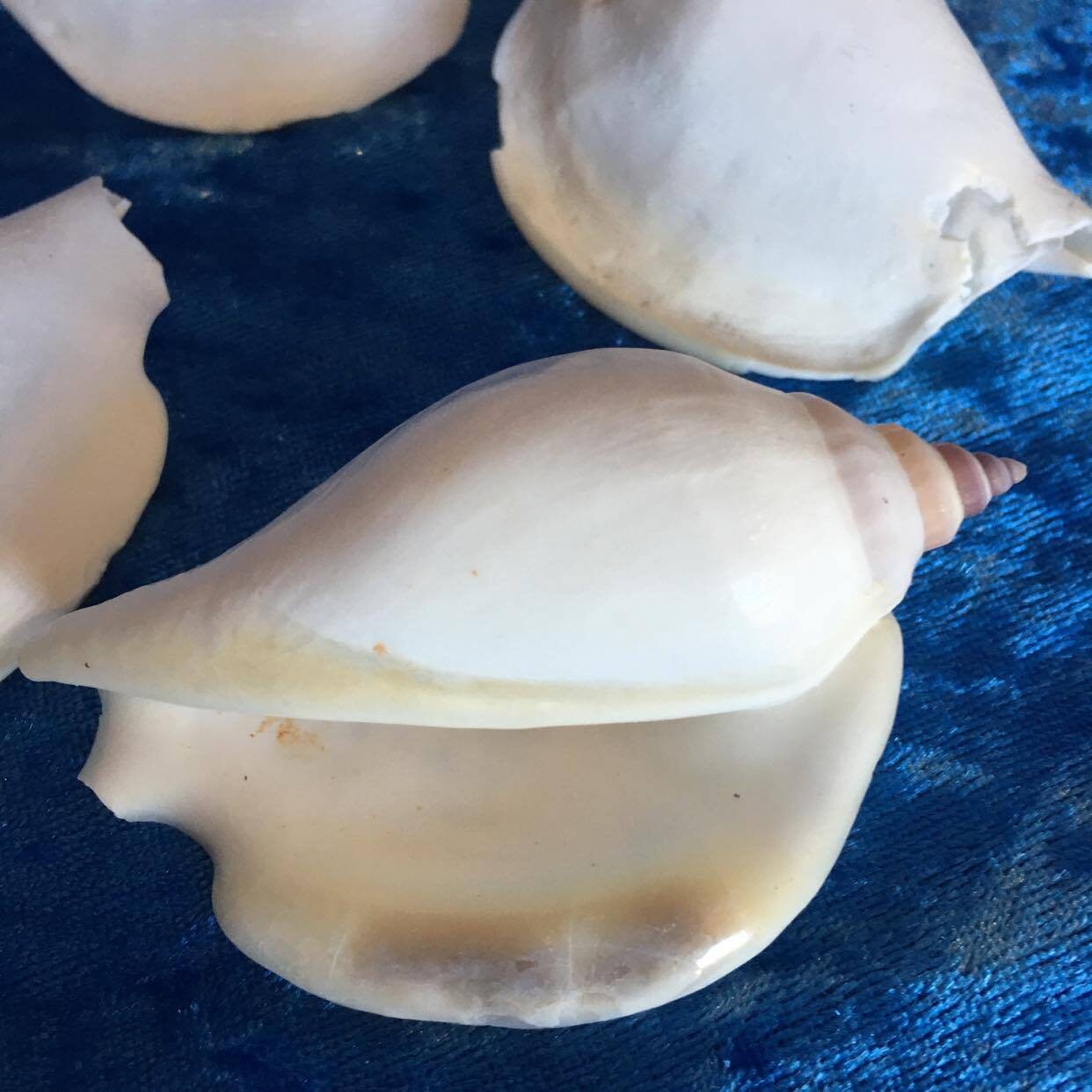 White Canarium Shells 6-8cm Great Seashells for Art Craft - Etsy Australia