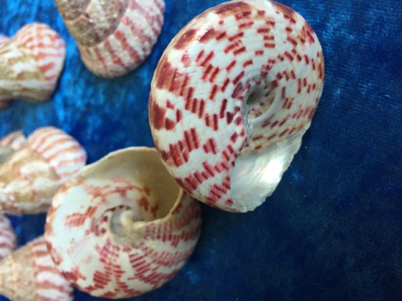 Red Strawberry Trochus or Trocha Shell approximately 5 cm | Etsy