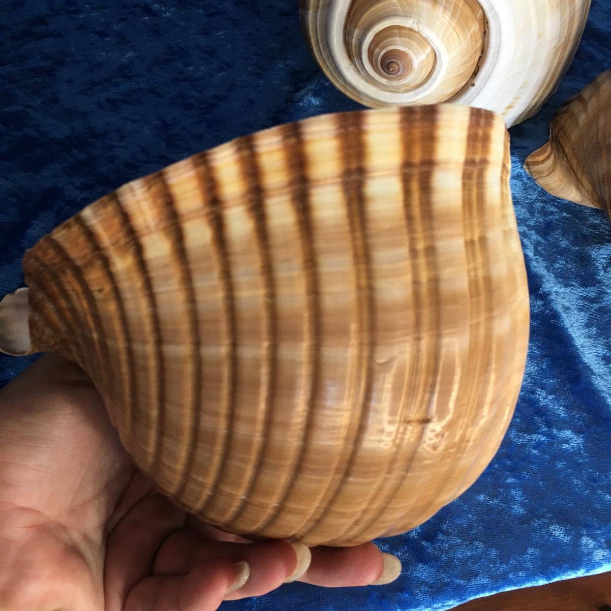 Tonna Cepa Seashell Tun Shell Tona 18 to 20cm Beach Home - Etsy.de