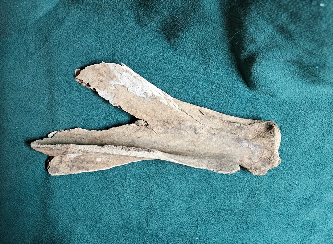 Nature Cleaned Cow Scapula Animal Bones Craft-grade - Etsy