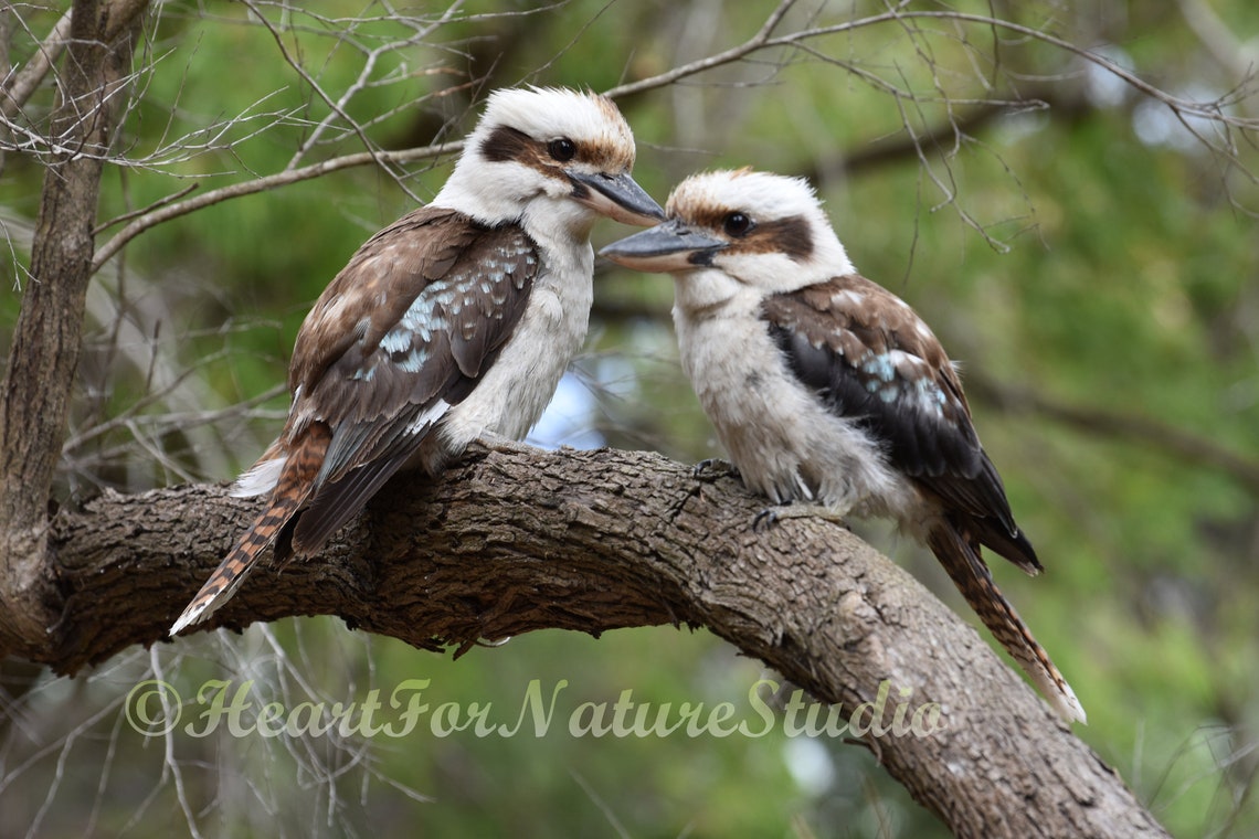 Kookaburra Pair, Kookaburra Photos, Birds of Australia, Bird ...