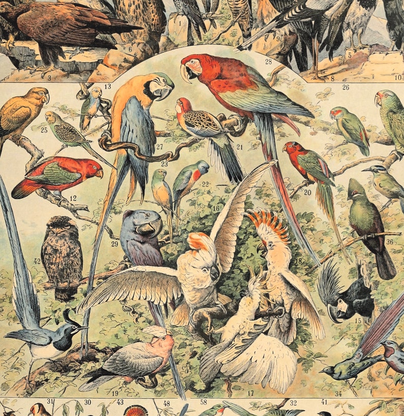 Oiseaux by Adolphe Millot Vintage Botanical Poster - Etsy