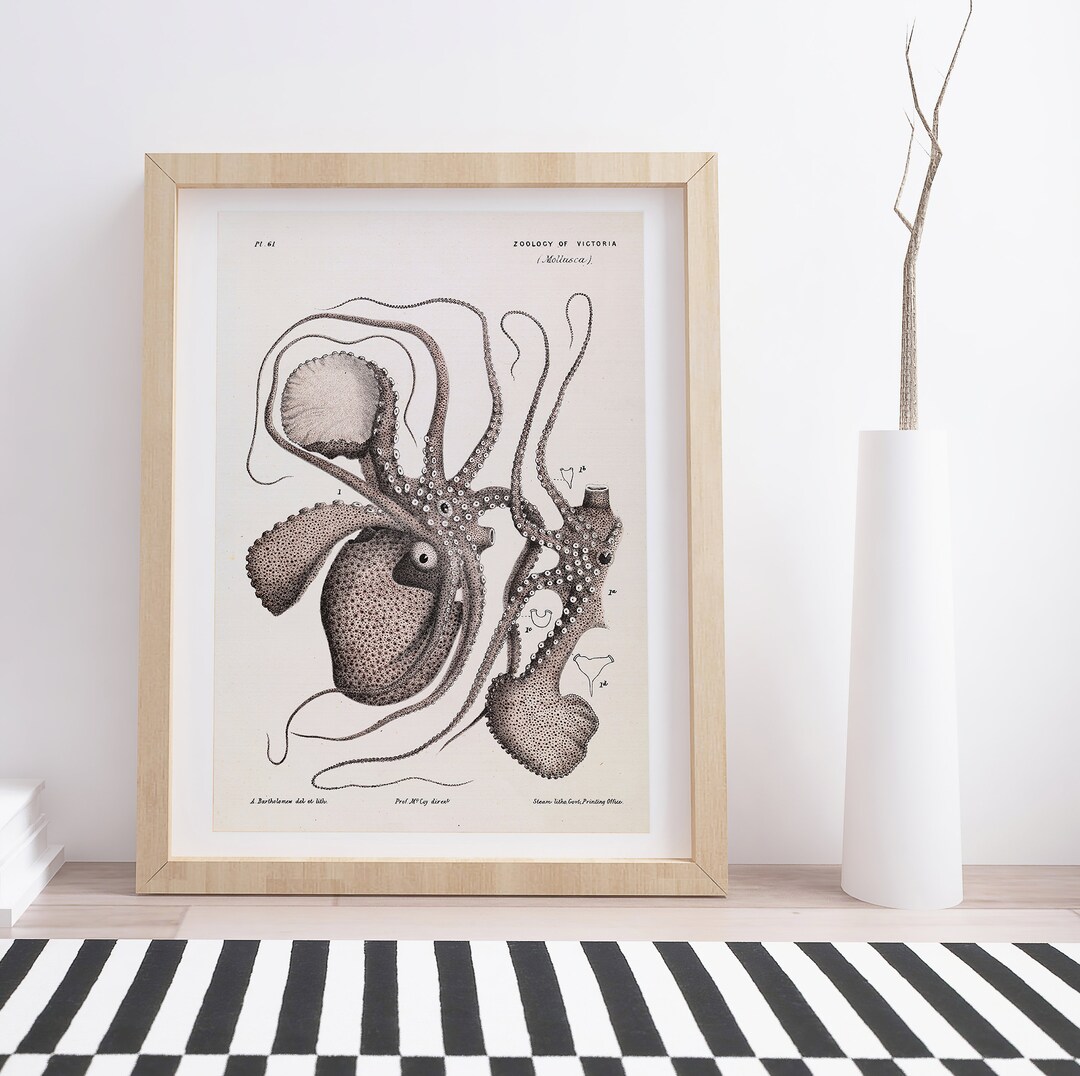 Paper Nautilus by Arthur Bartholomew | Vintage Botanical Poster - Etsy