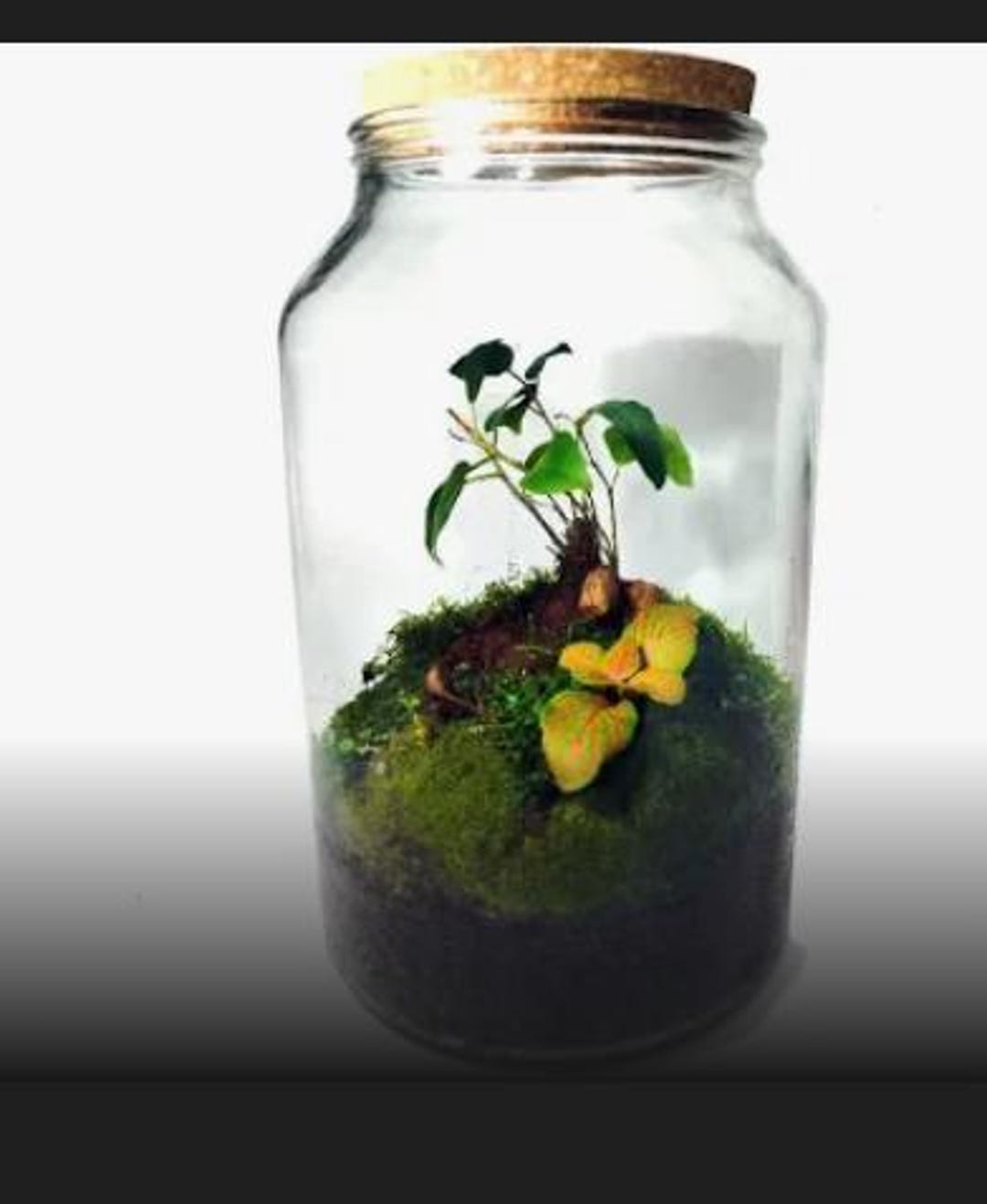 Eternal Terrarium - Etsy