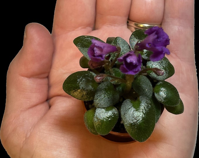 Micro Mini African Violet Lil’ Periscope - Etsy