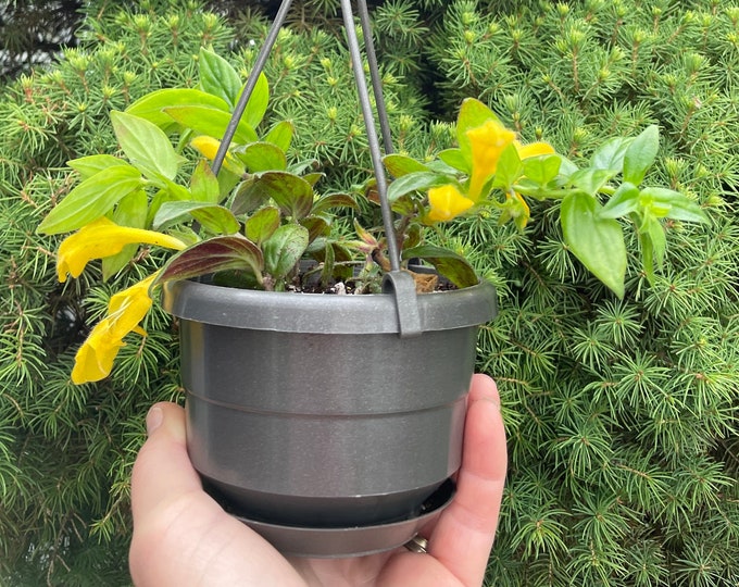 Yellow Columnea in a Hanging Pot - Etsy
