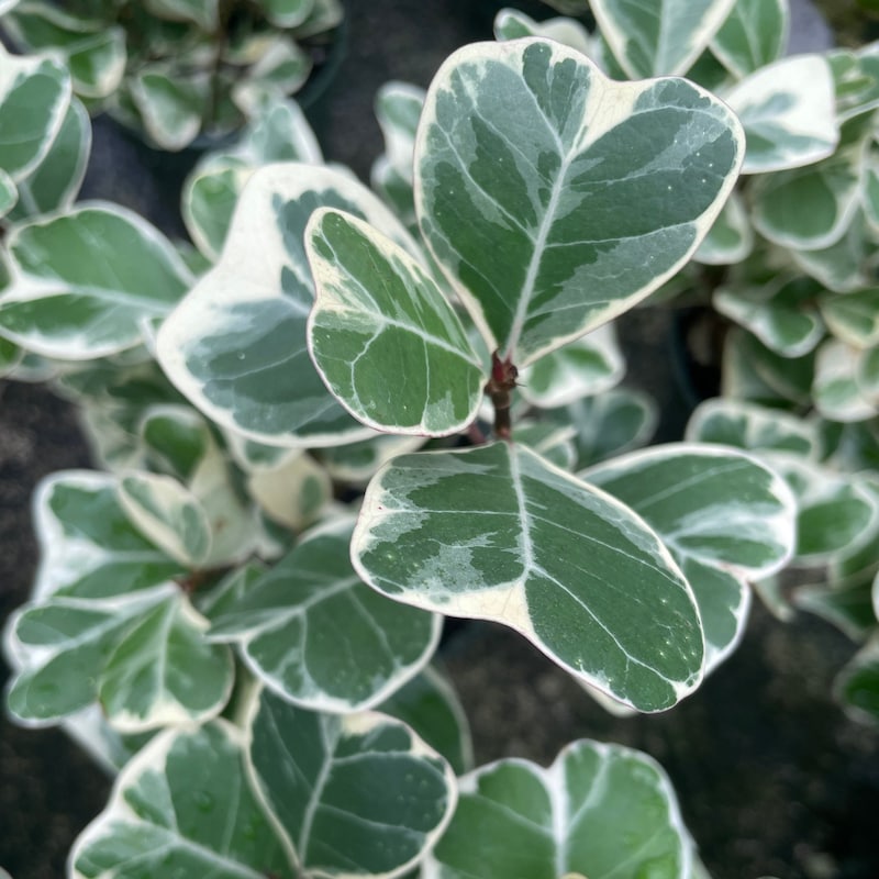 Ficus Triangularis Variegated - Etsy