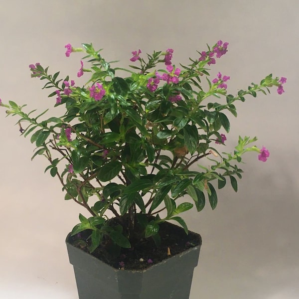 Heather Seeds - Etsy