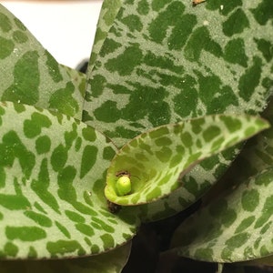 Leopard Lily (scilla Violacea, Potted Plant, Ships Potted) - Etsy