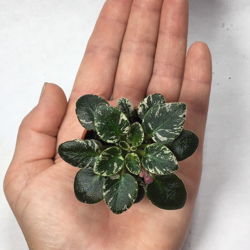 Miniature Leaves - Etsy