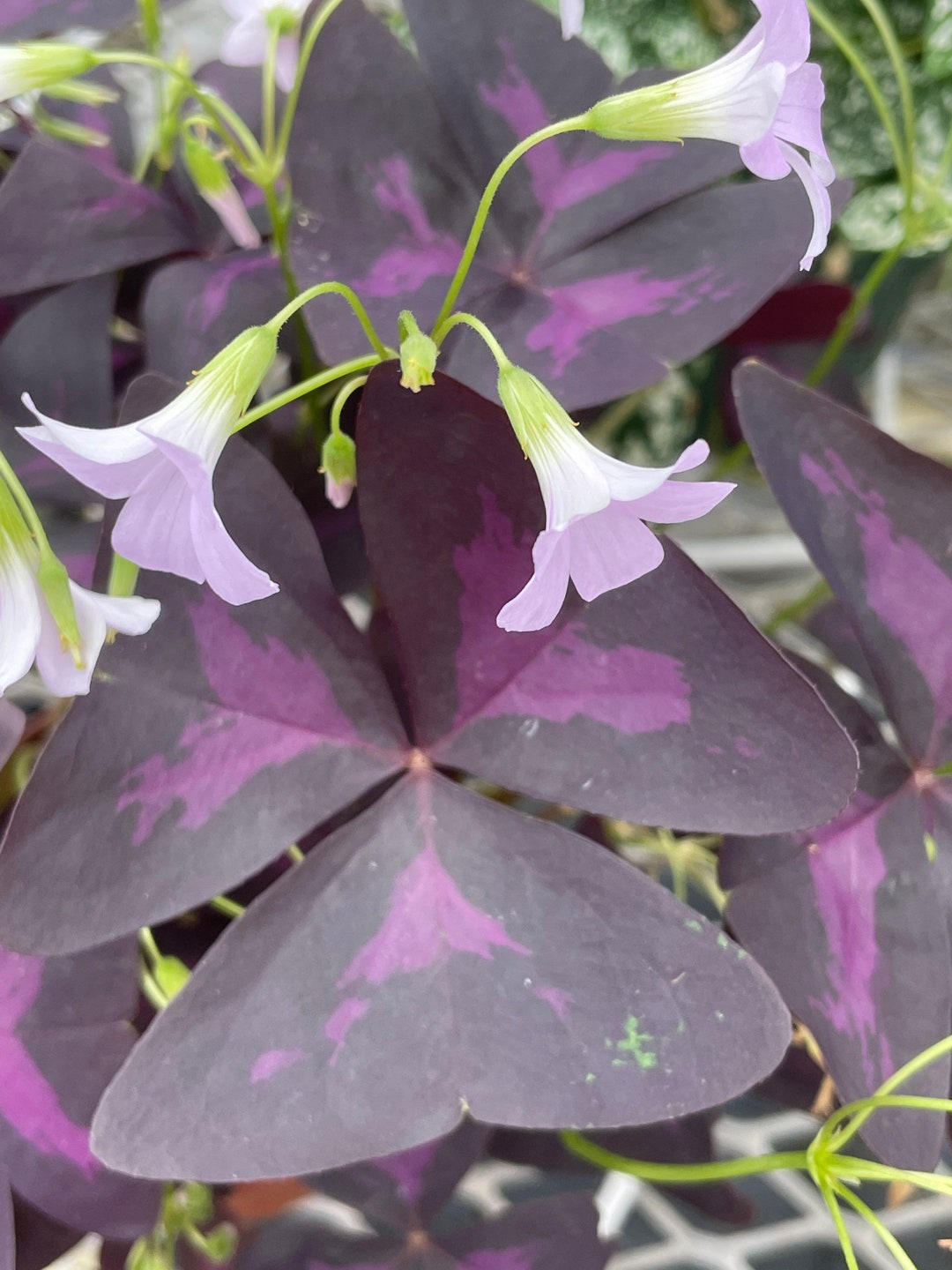 Purple Shamrock 3” Pot - Etsy