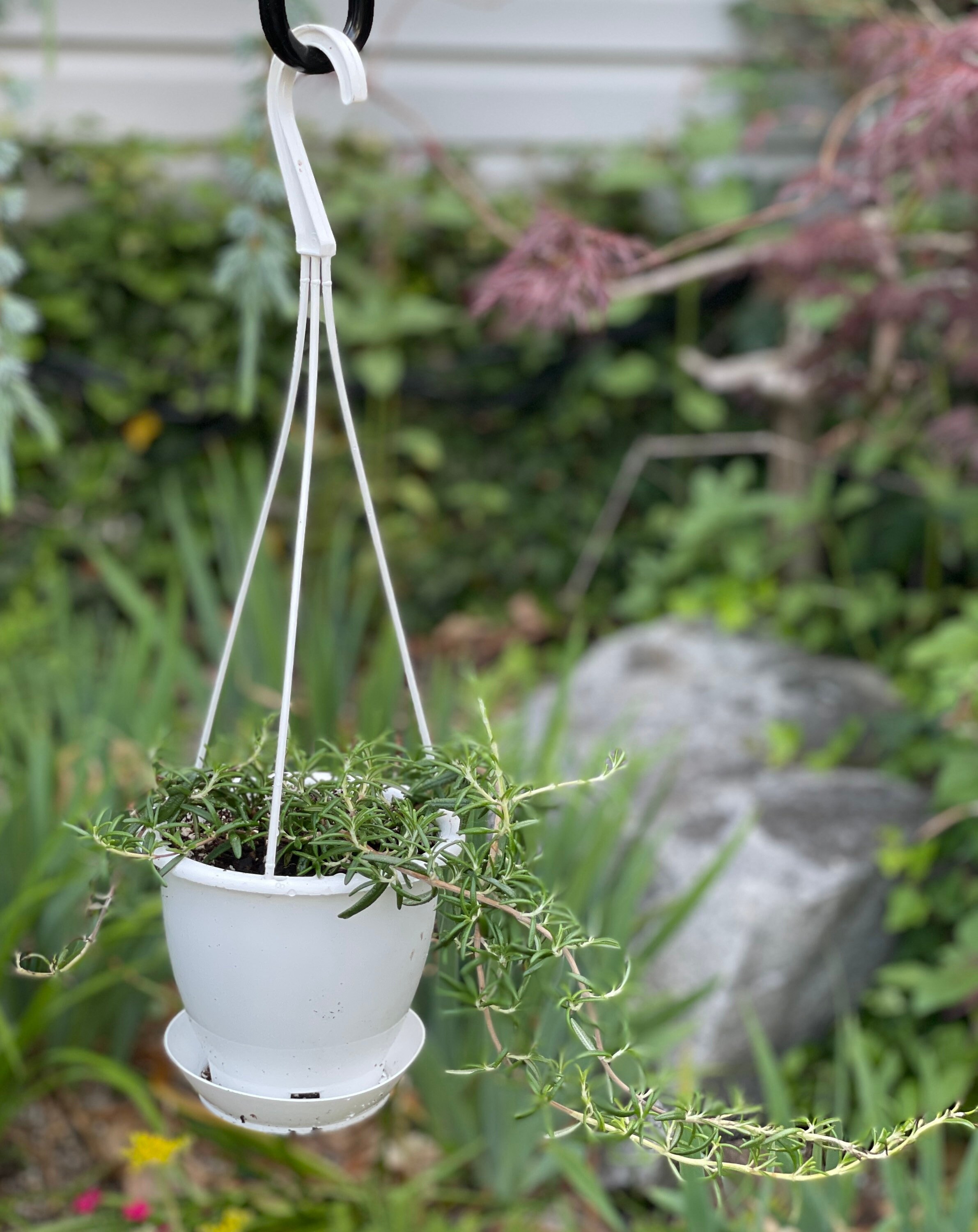 Prostrate Rosemary 4 hanging pot | Etsy