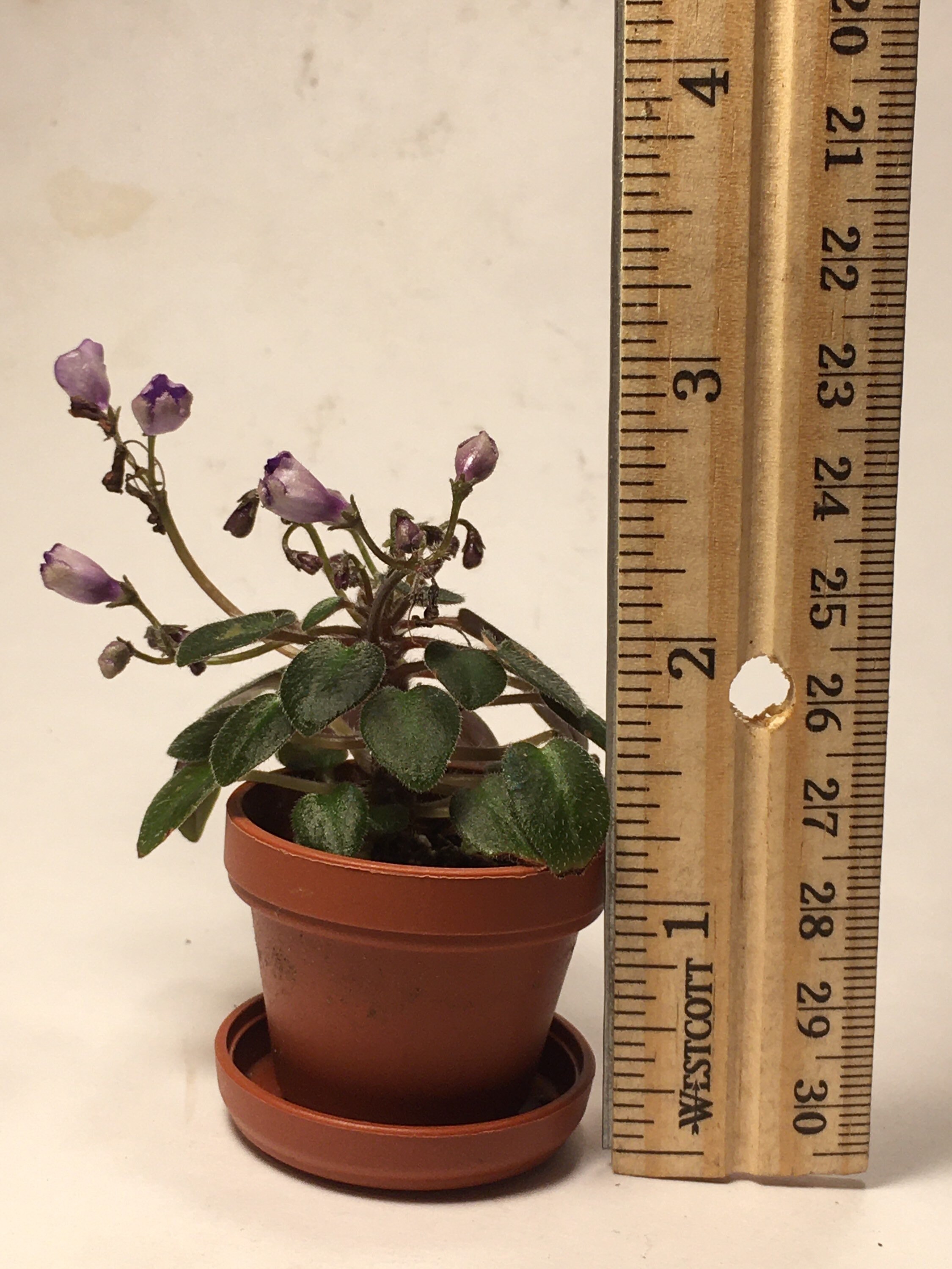 Micro Mini African Violet Teeny Bopper | Etsy