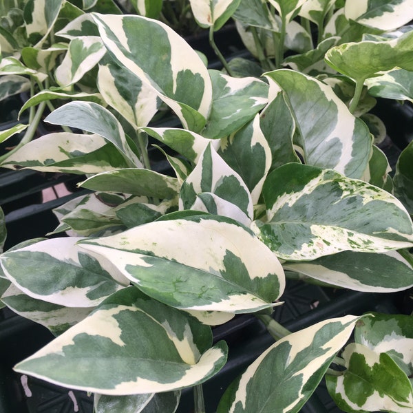 Pearl and Jade Pothos - Etsy