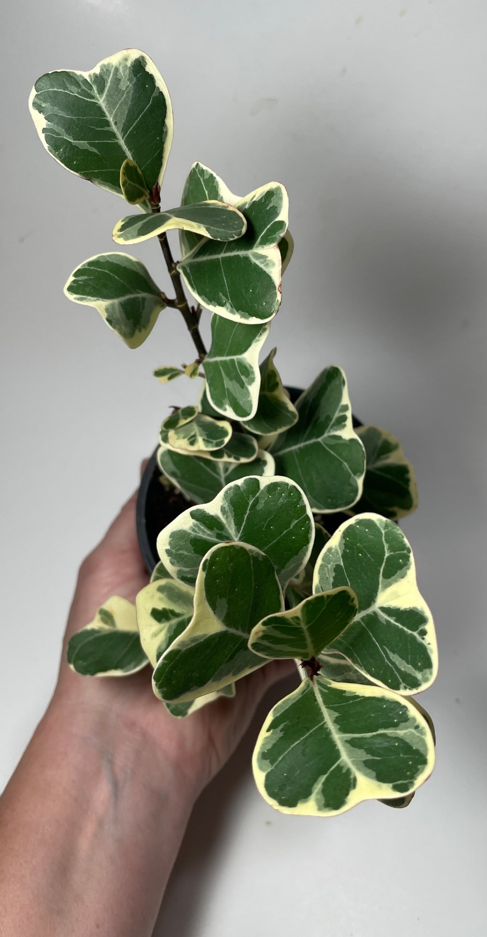 Variegated Triangle Ficus ficus Triangularis Variegata - Etsy