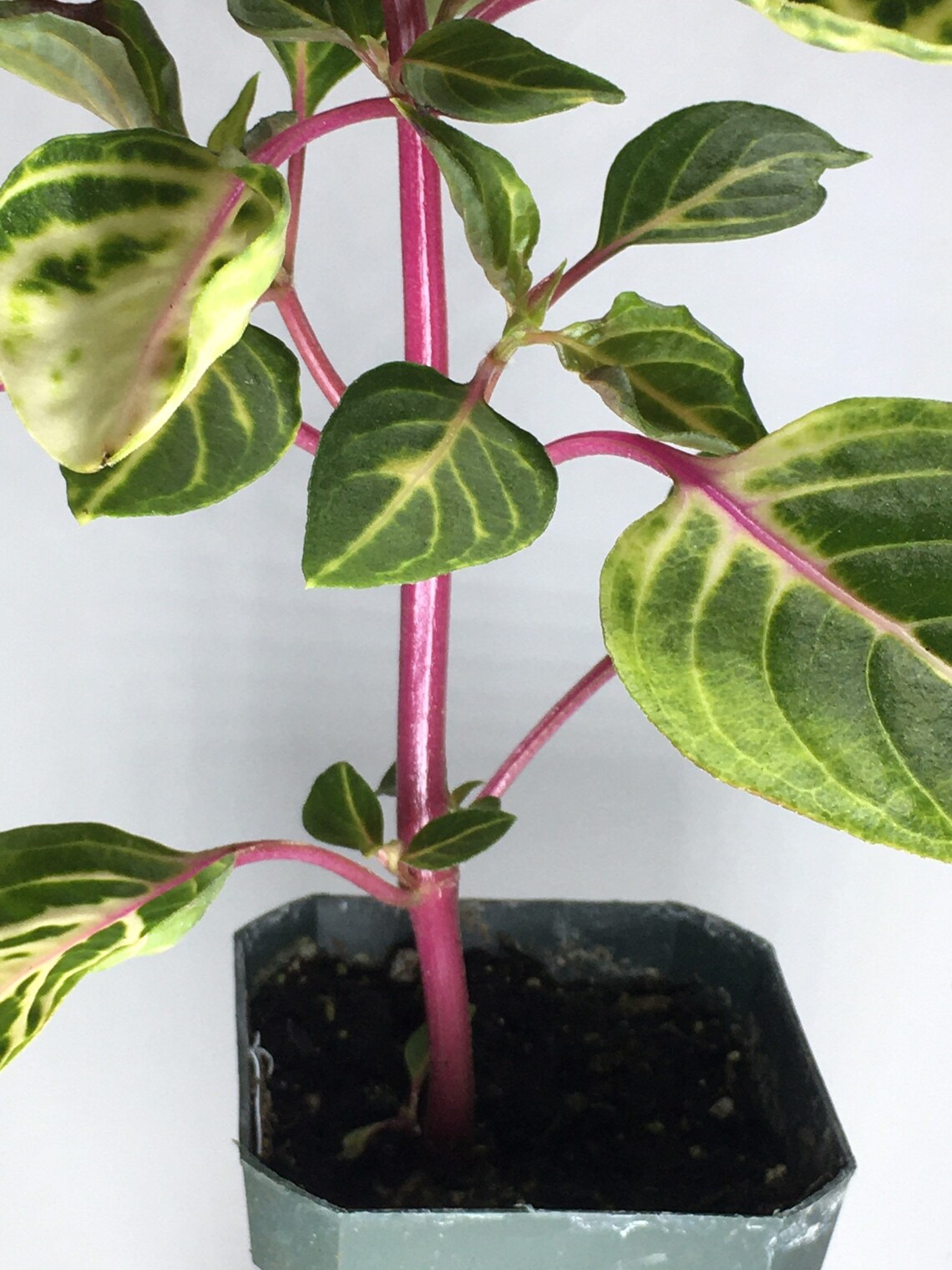 Yellow Painted Bloodleaf Live Plant - Etsy
