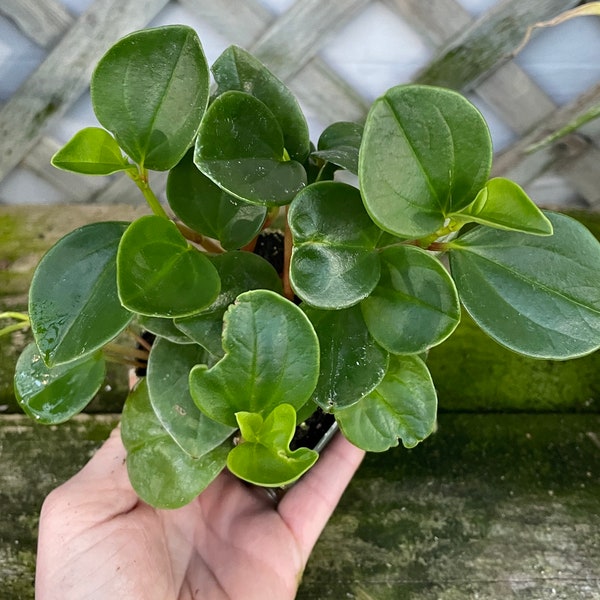 Rubber Plant Live - Etsy
