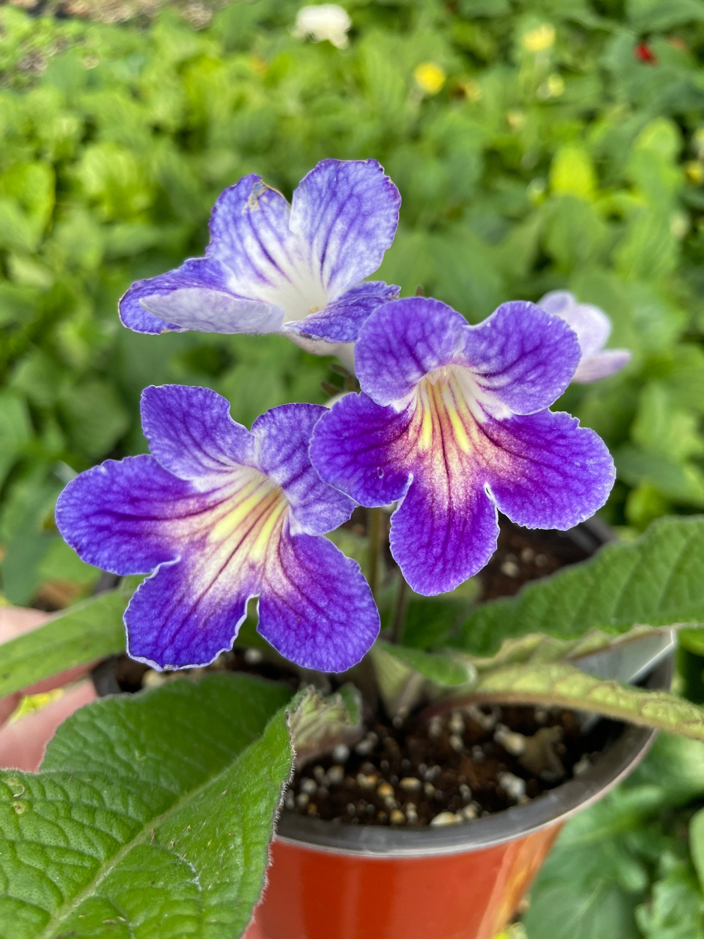 Streptocarpus ‘azure’ (also Called Cape Primrose) - Etsy