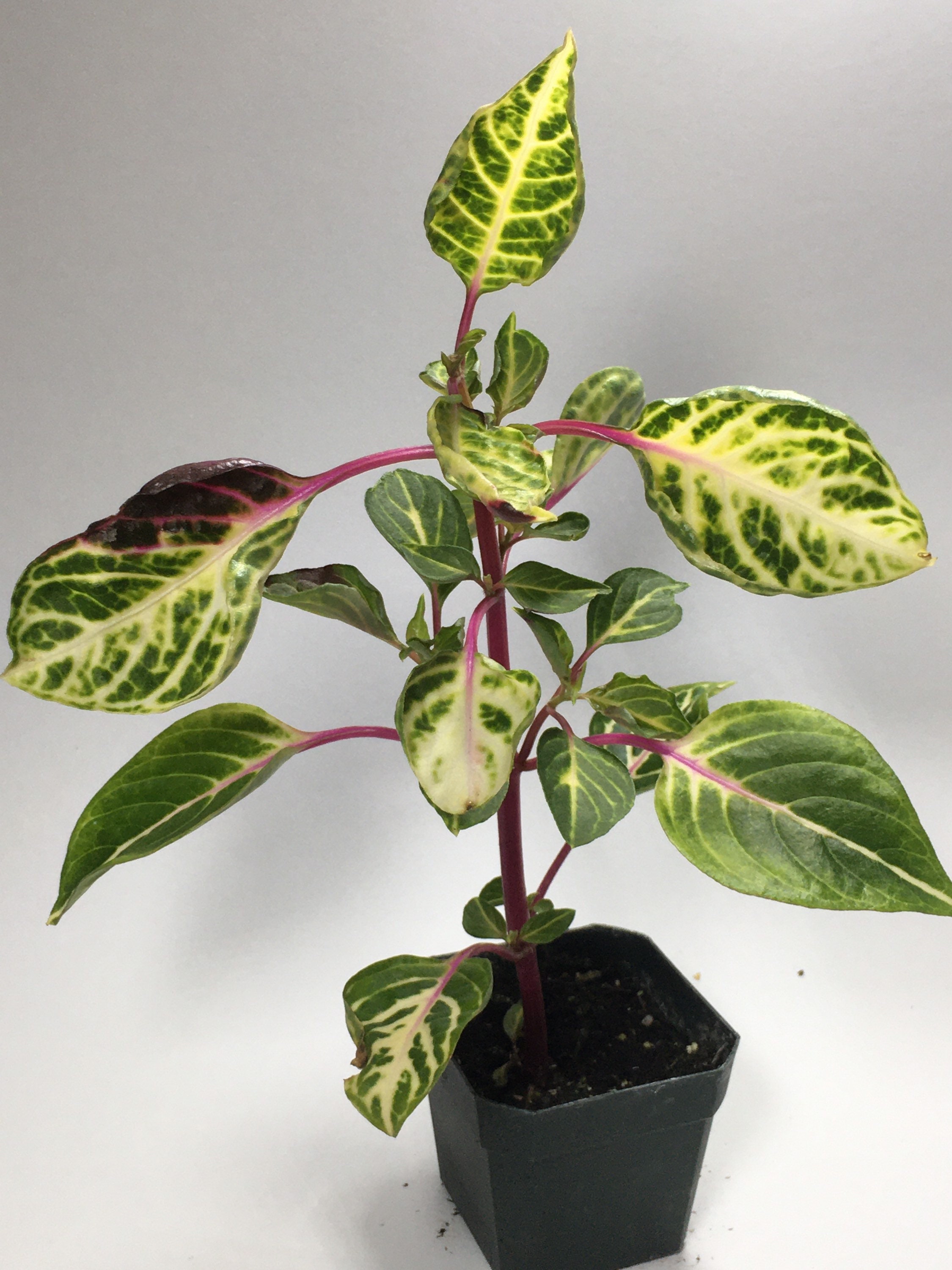 Yellow Painted Bloodleaf Live Plant - Etsy