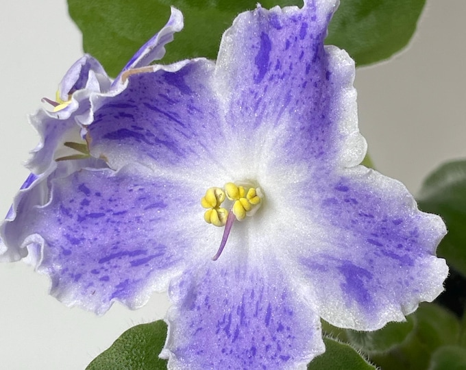 African Violet Ae-sharlene Fantasy - Etsy