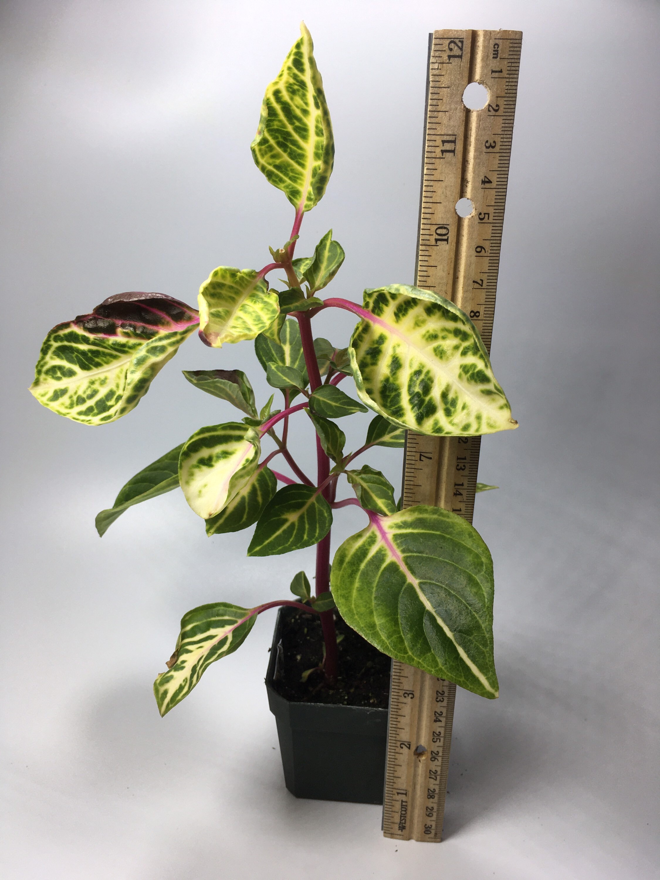 Yellow Painted Bloodleaf Live Plant - Etsy