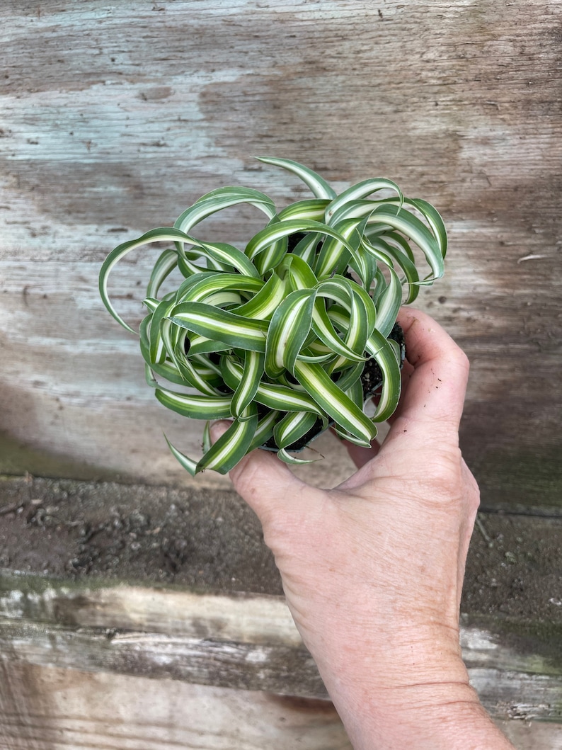 Curly Spider Plant chlorophytum Bonnie - Etsy