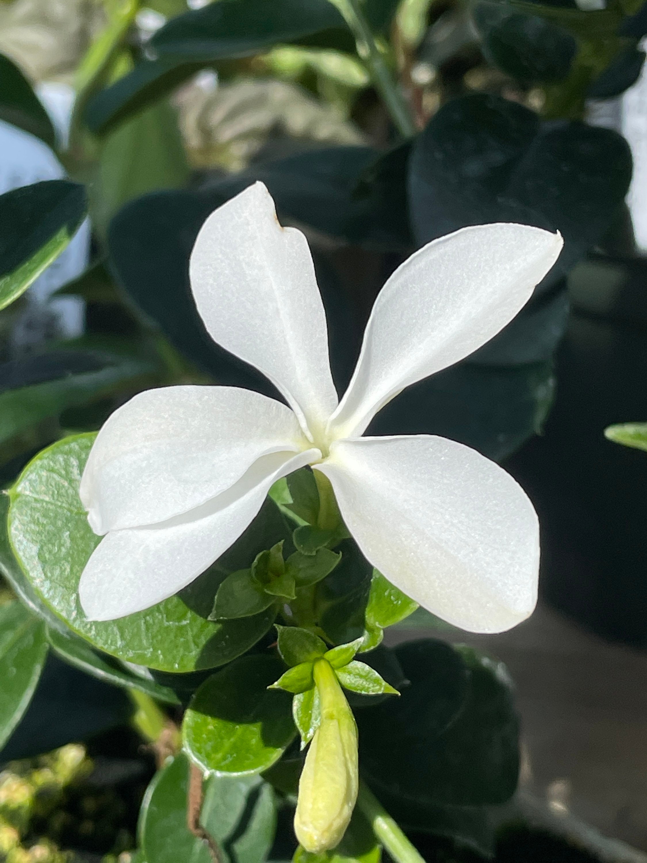 Carissa Macrocarpa Flower