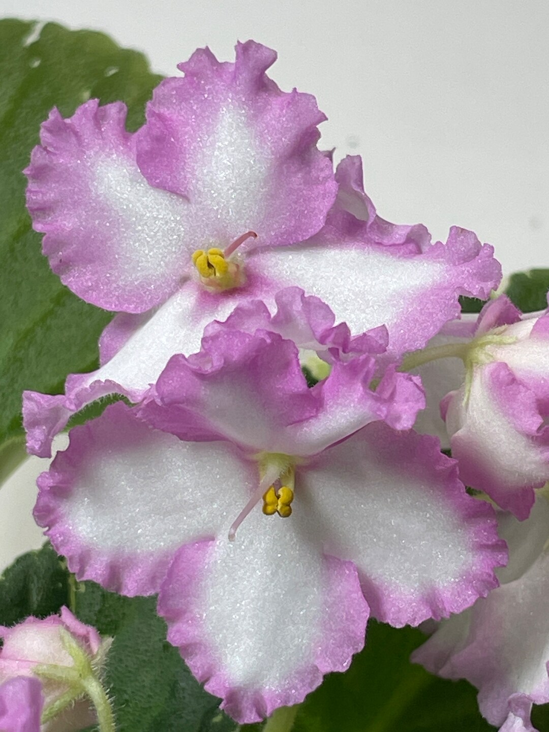 African Violet Lonestar Helen Mahr - Etsy