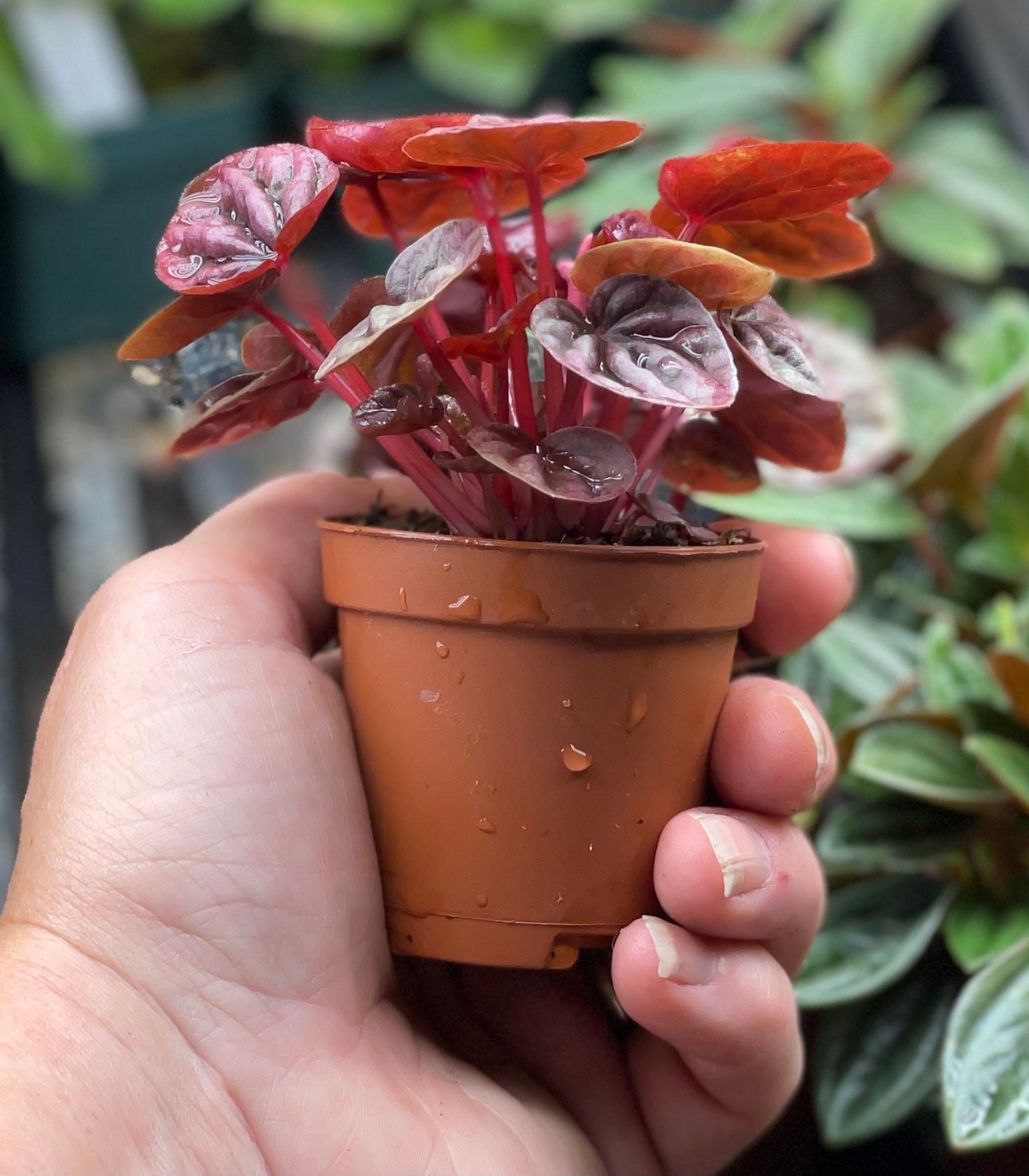Peperomia raspberry Ripple 2.5 Pot Perfect for a Terrarium | Etsy