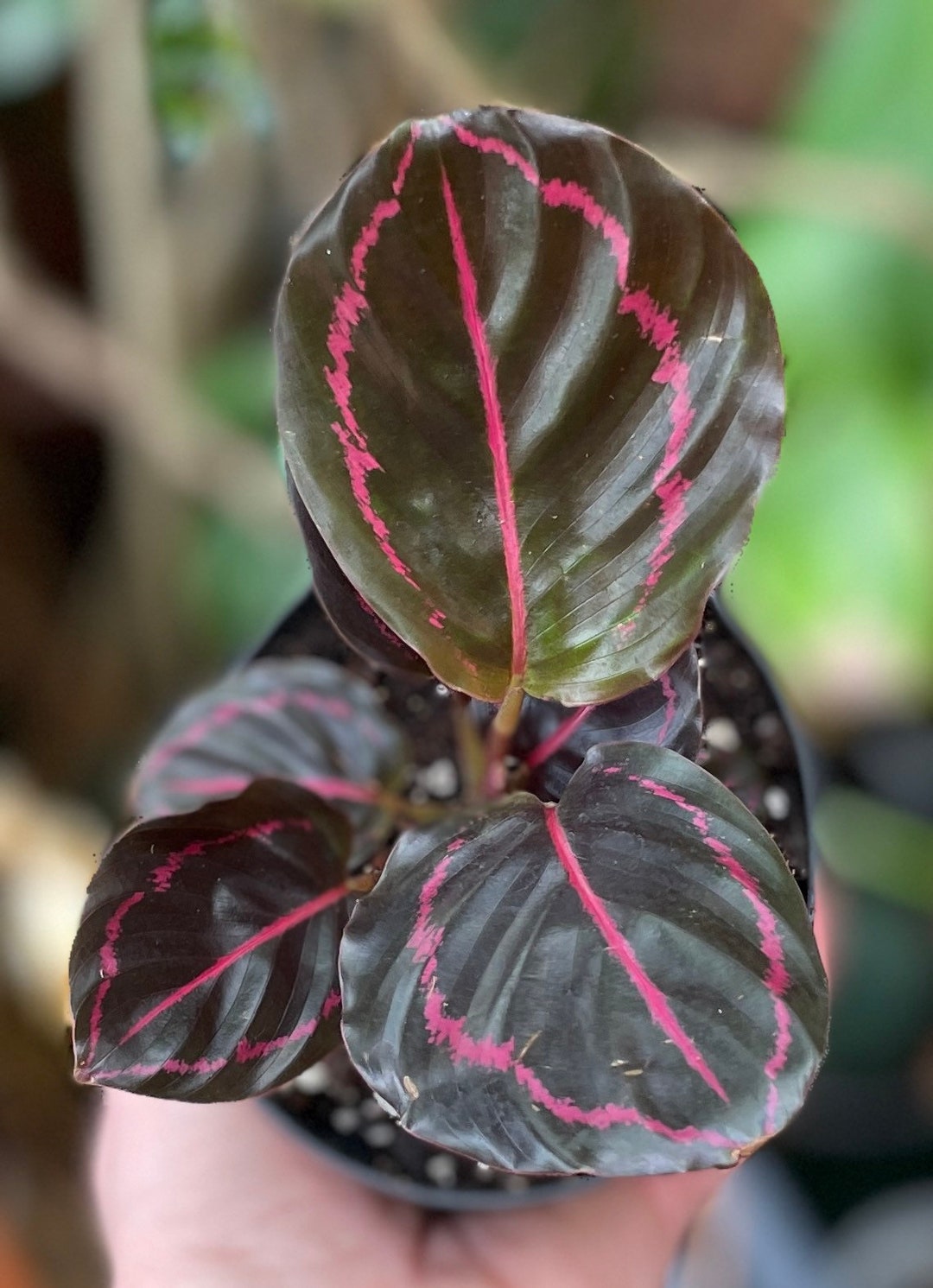 Rose-painted Calathea (calathea Dottie) 4” Pot - Etsy