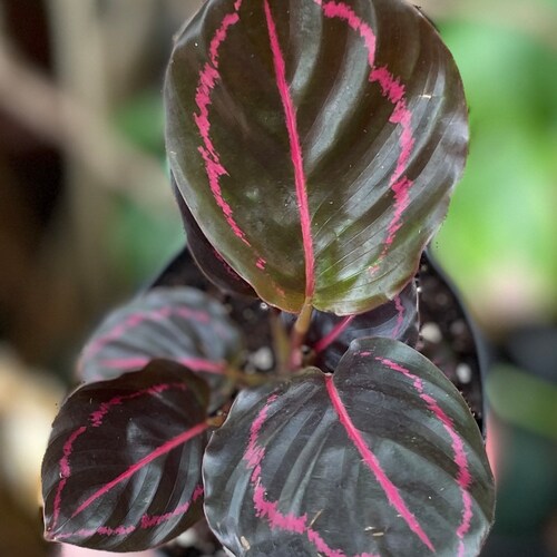 Rose-painted Calathea (calathea Dottie) 4” Pot - Etsy