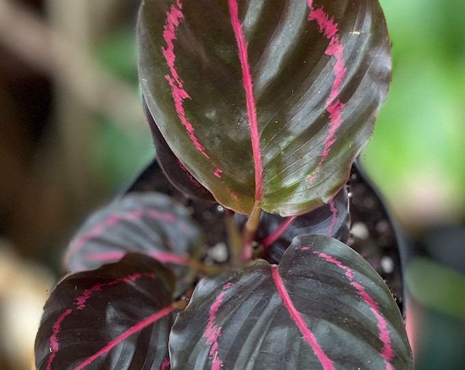 Rose-painted Calathea calathea Dottie 4 Pot - Etsy