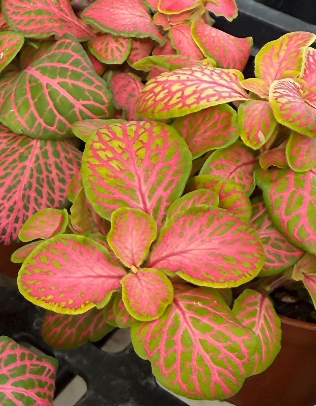 Ruby Lime Nerve Plant (fittonia Red Flame, Potted Plant, Ships Potted ...