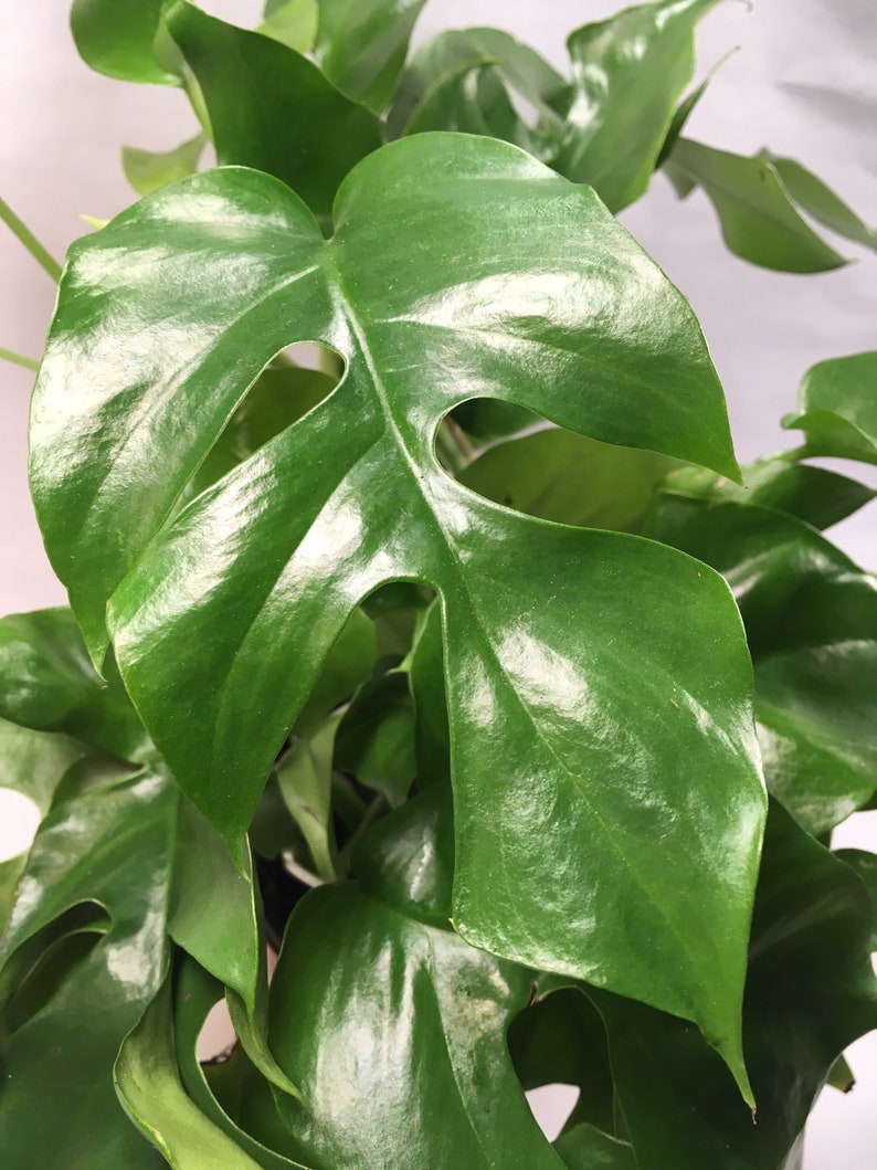 Mini Monstera monstera Minima Also Raphidiphora Tetrasperma - Etsy