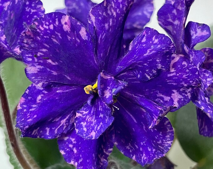 African Violet Nd-ogni Zapoliar’ia - Etsy