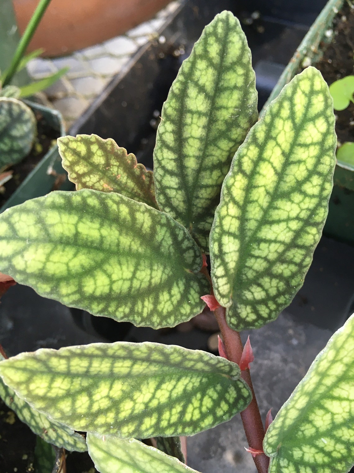 Trailing Watermelon Begonia pellionia Pulchra - Etsy