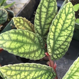 Trailing Watermelon Begonia (pellionia Pulchra, Potted Plant, Ships ...