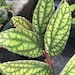 Trailing Watermelon Begonia (pellionia Pulchra, Potted Plant, Ships ...