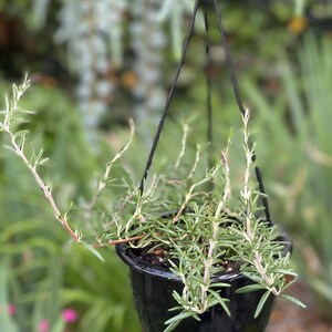 Prostrate Rosemary 4 Hanging Pot - Etsy