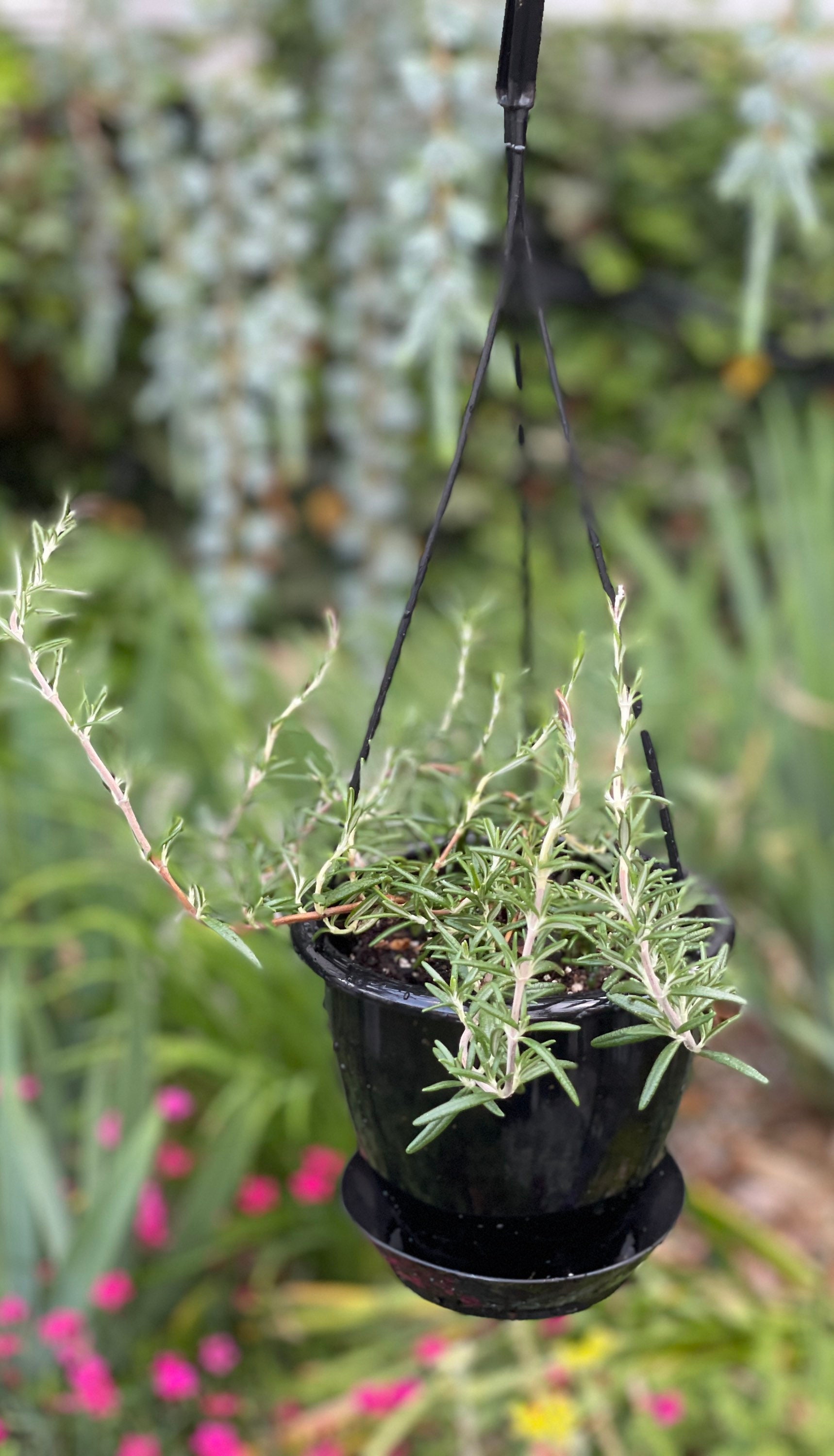 Prostrate Rosemary 4 Hanging Pot - Etsy