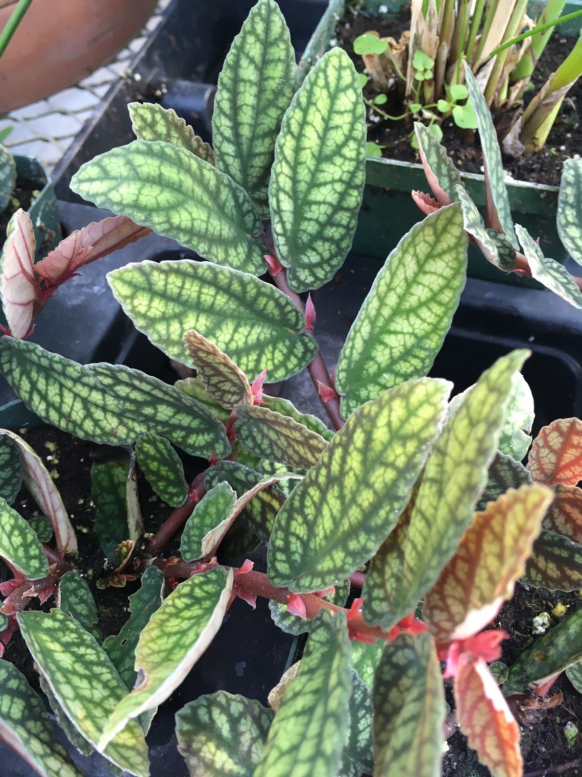 Trailing Watermelon Begonia (pellionia Pulchra, Potted Plant, Ships ...