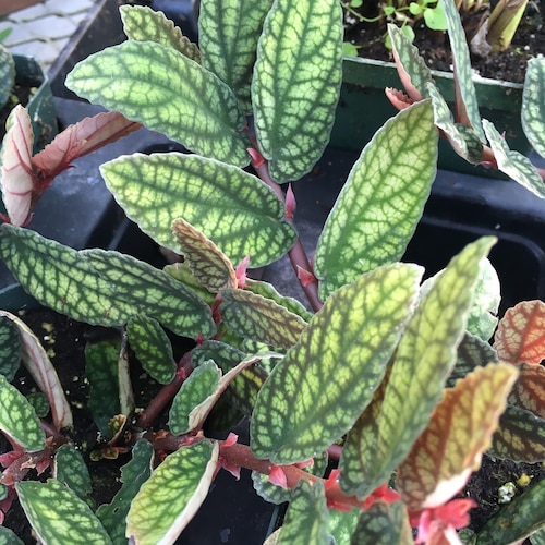 Trailing Watermelon Begonia pellionia Pulchra - Etsy