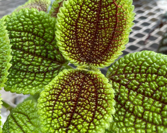 Pilea Involucrata 'friendship Plant' - Etsy
