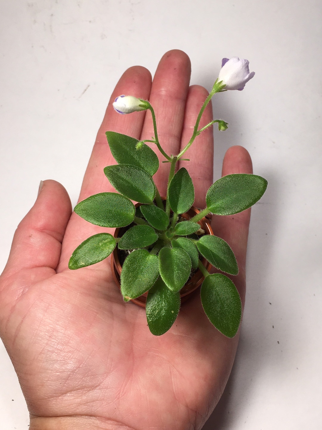 Micro Mini African Violet Le-river Rein (potted, Ships Potted) - Etsy