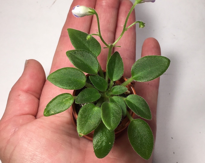 Micro Mini African Violet Le-river Rein - Etsy Canada