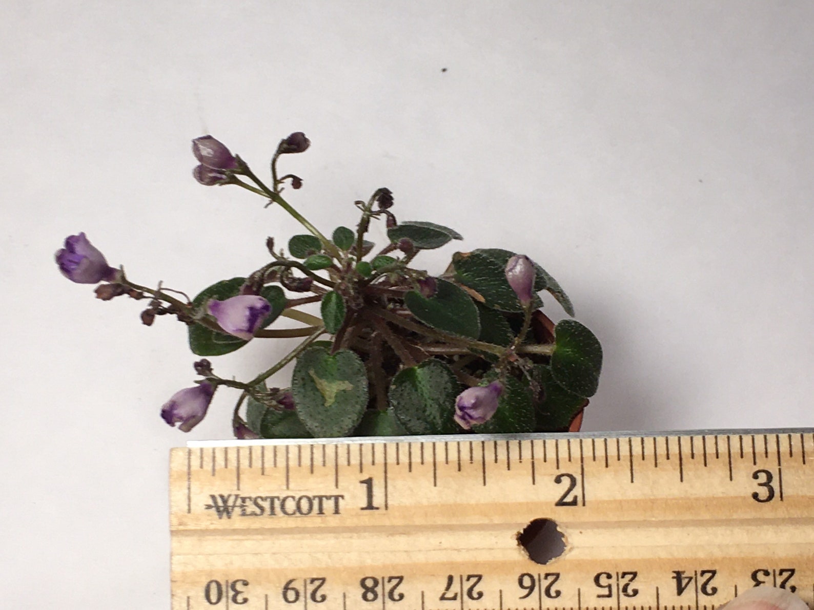 Micro Mini African Violet Teeny Bopper | Etsy