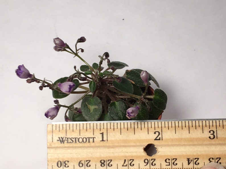 Micro Mini African Violet Teeny Bopper | Etsy